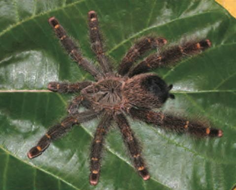 Avicularia rufa (Avicularia rufa) - Picture Insect