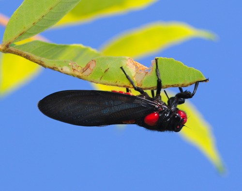 Huechys (Huechys) - Picture Insect