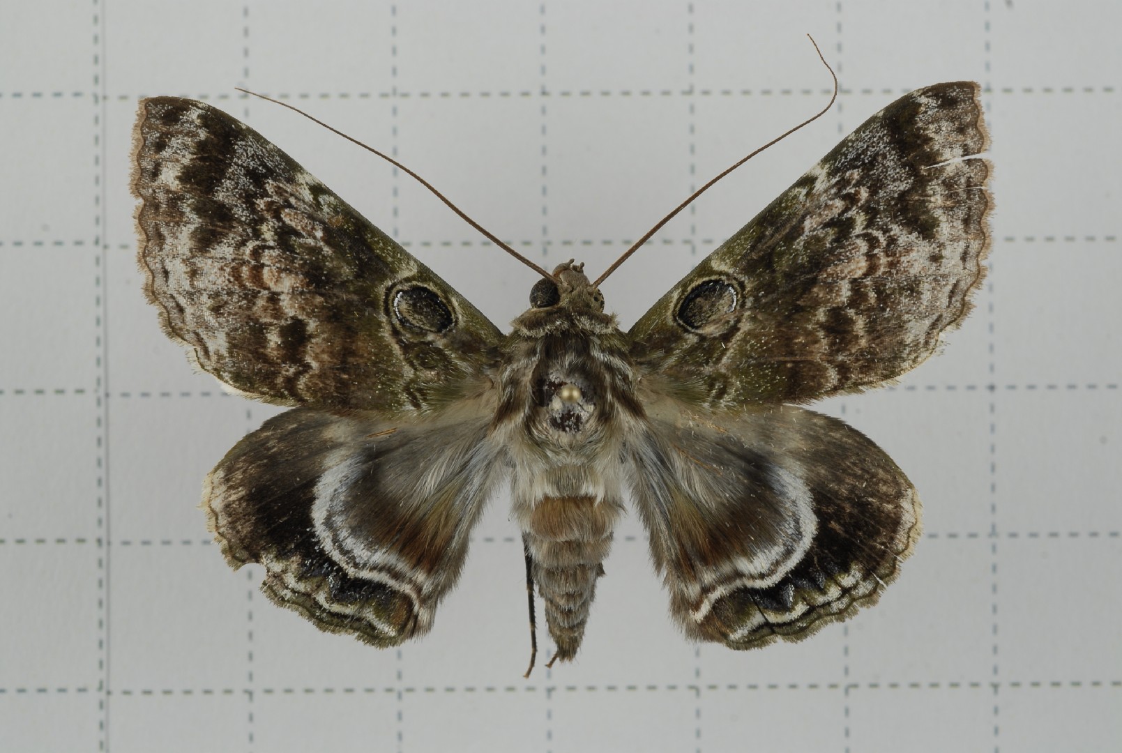 Cyclodes (Cyclodes) - Picture Insect