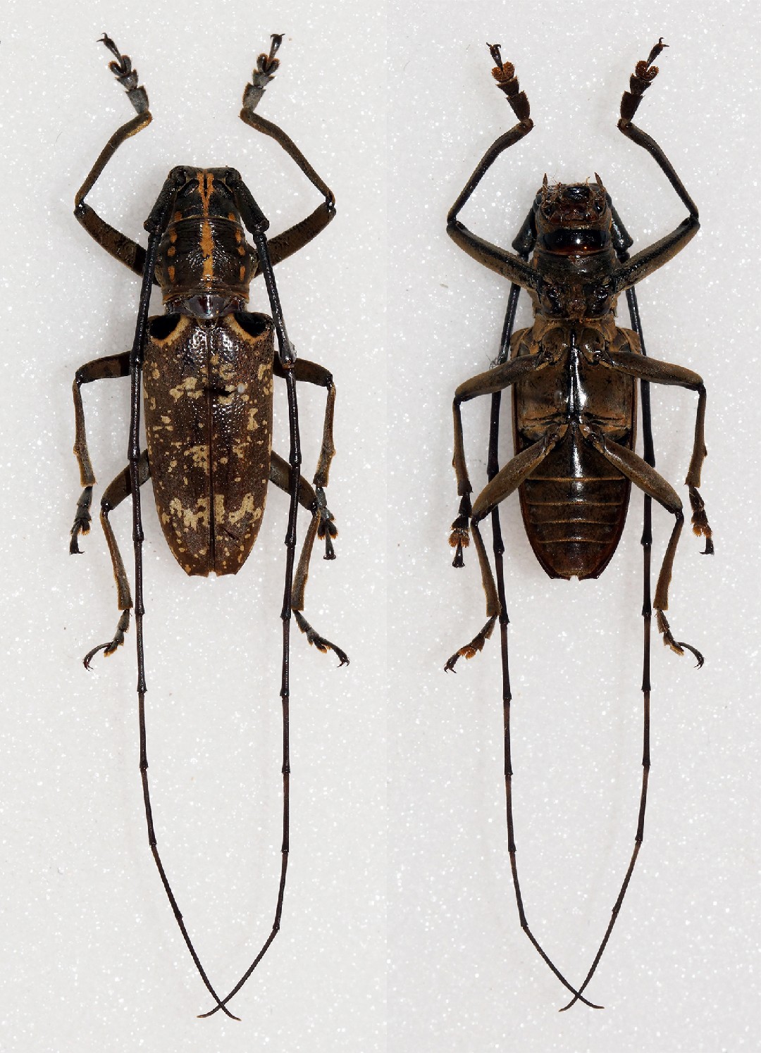 Epepeotes luscus (Epepeotes luscus) - Picture Insect