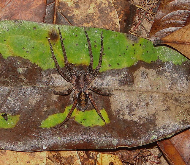 Brazilian Wandering Spider Attacking Brazilian Wandering Spider Bite