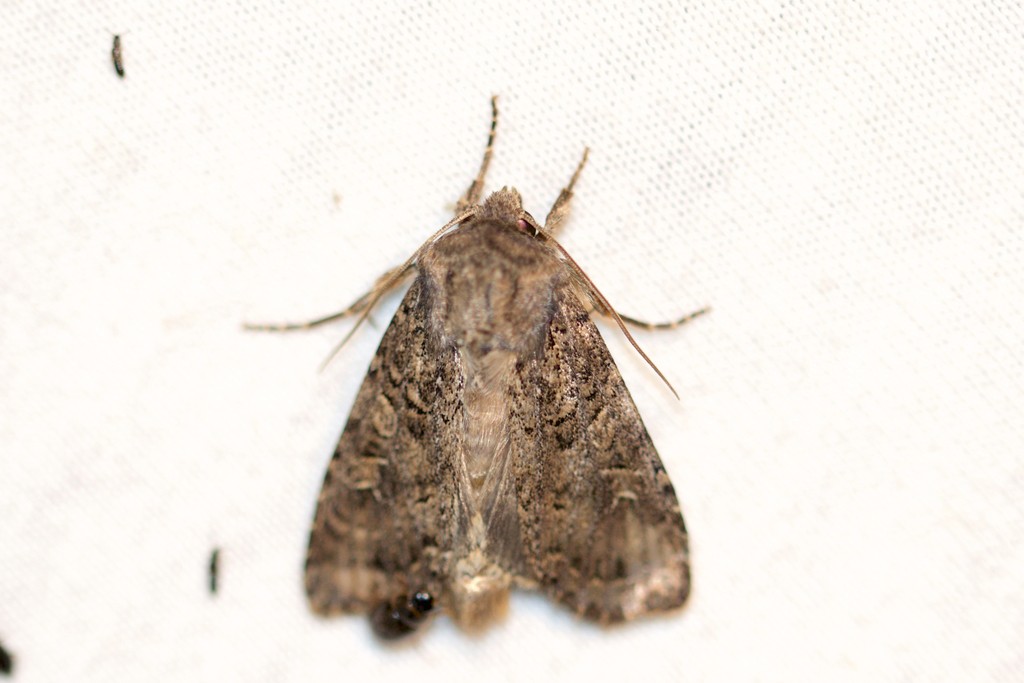 Glassy cutworm moth (Apamea devastator) - Picture Insect