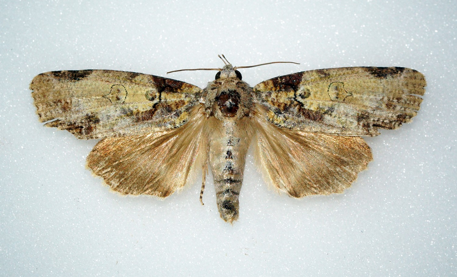 Gadirtha (Gadirtha) - Picture Insect