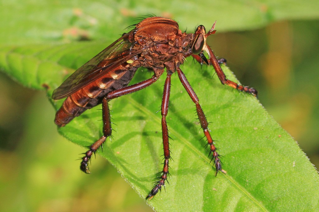 Diogmites basalis (Diogmites basalis) - Picture Insect