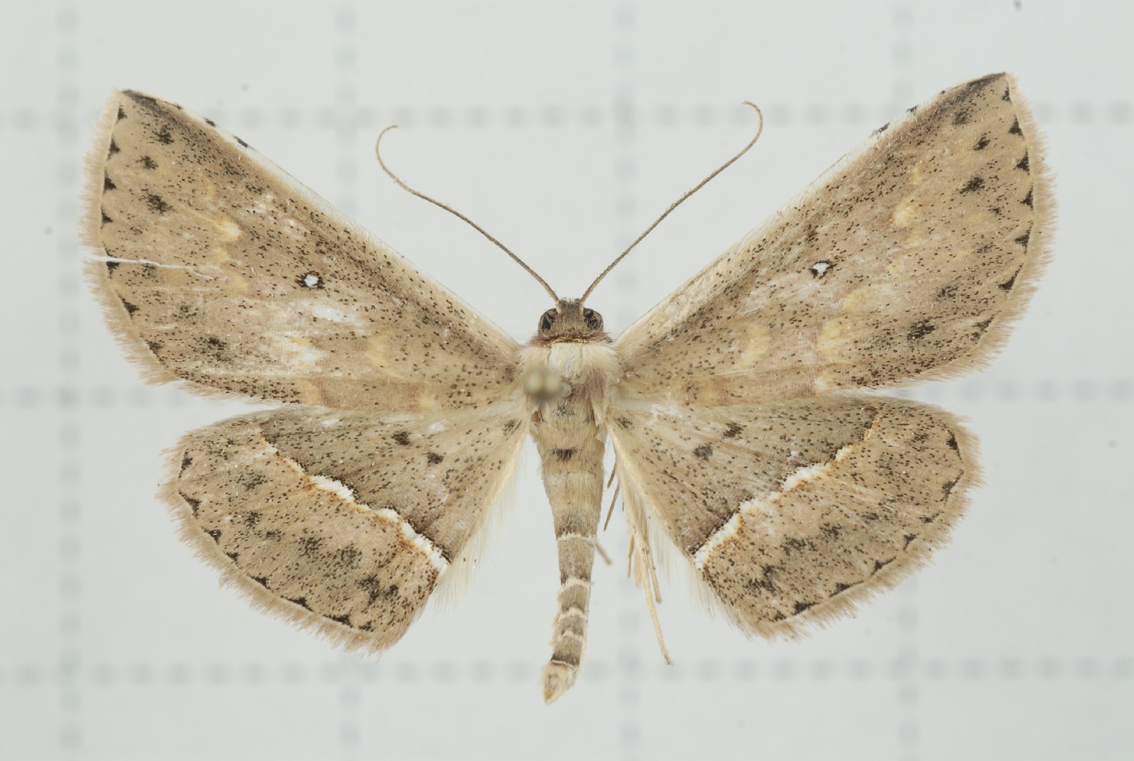 Arasada pyraliformis (Arasada pyraliformis) - Picture Insect