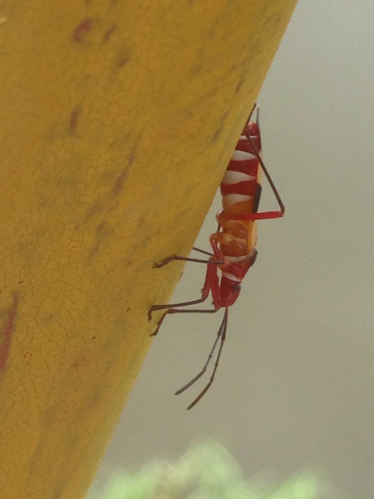 Dysdercus concinnus (Dysdercus concinnus) - Picture Insect