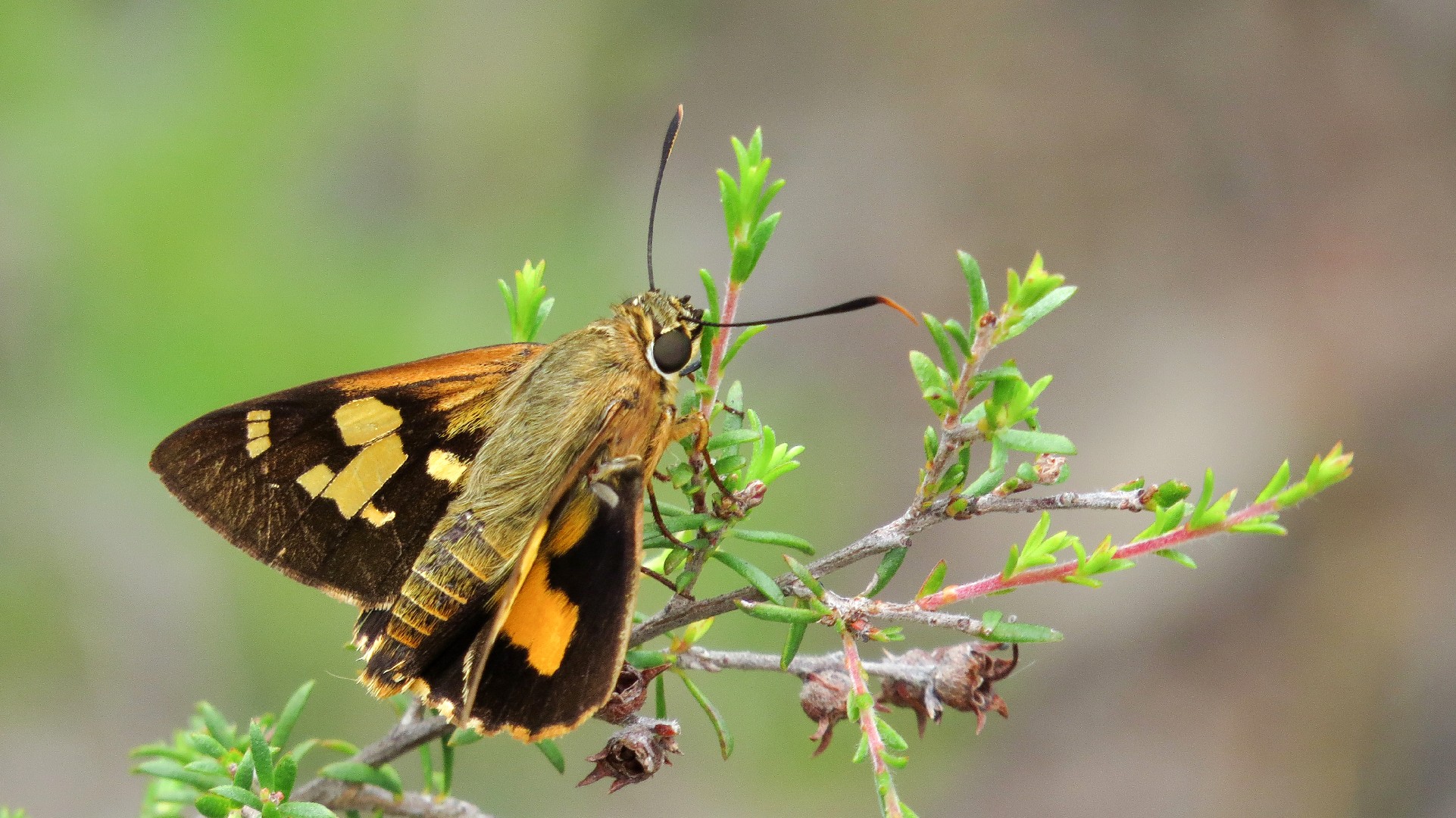 Trapezites (Trapezites) - Picture Insect