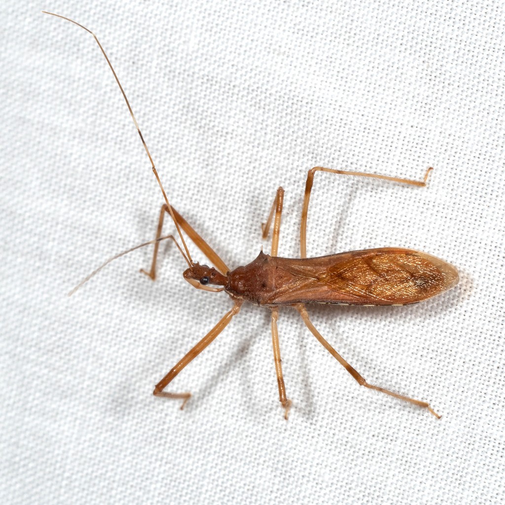 Rocconota (Rocconota) - Picture Insect