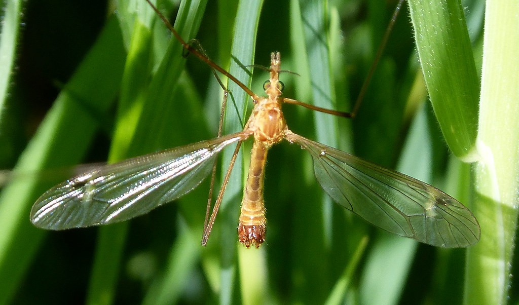 Tipula lunata (Tipula lunata) - Picture Insect