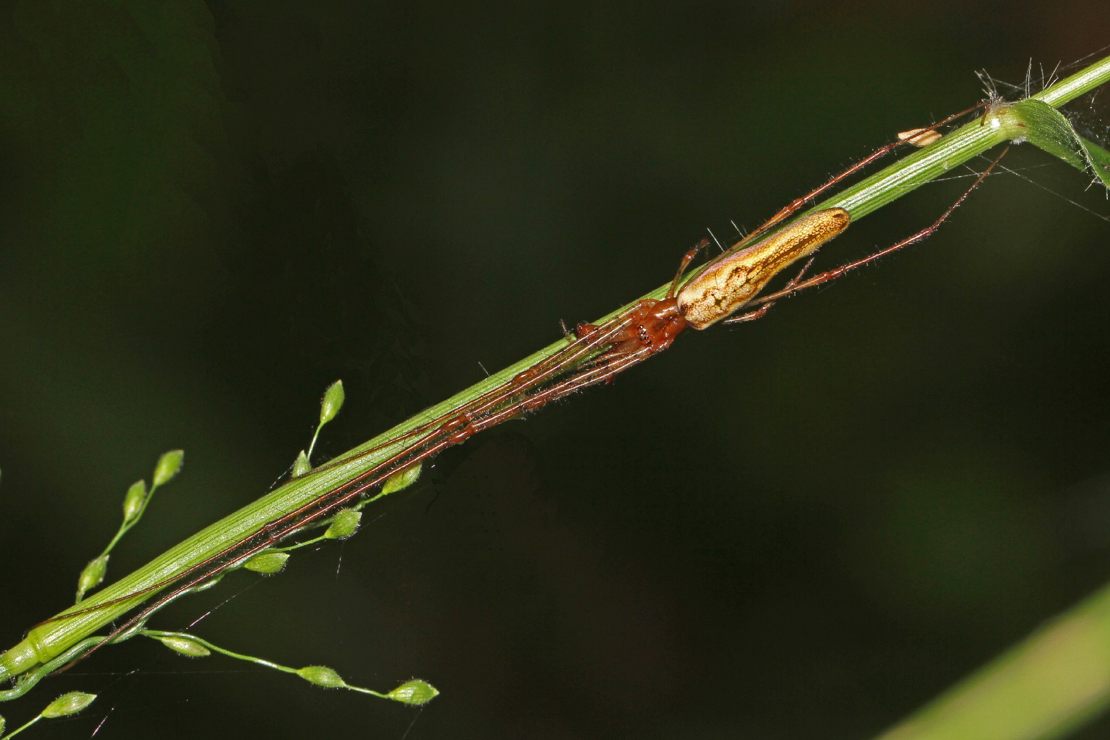 Elongate stilt spider (Tetragnatha elongata) - Picture Insect