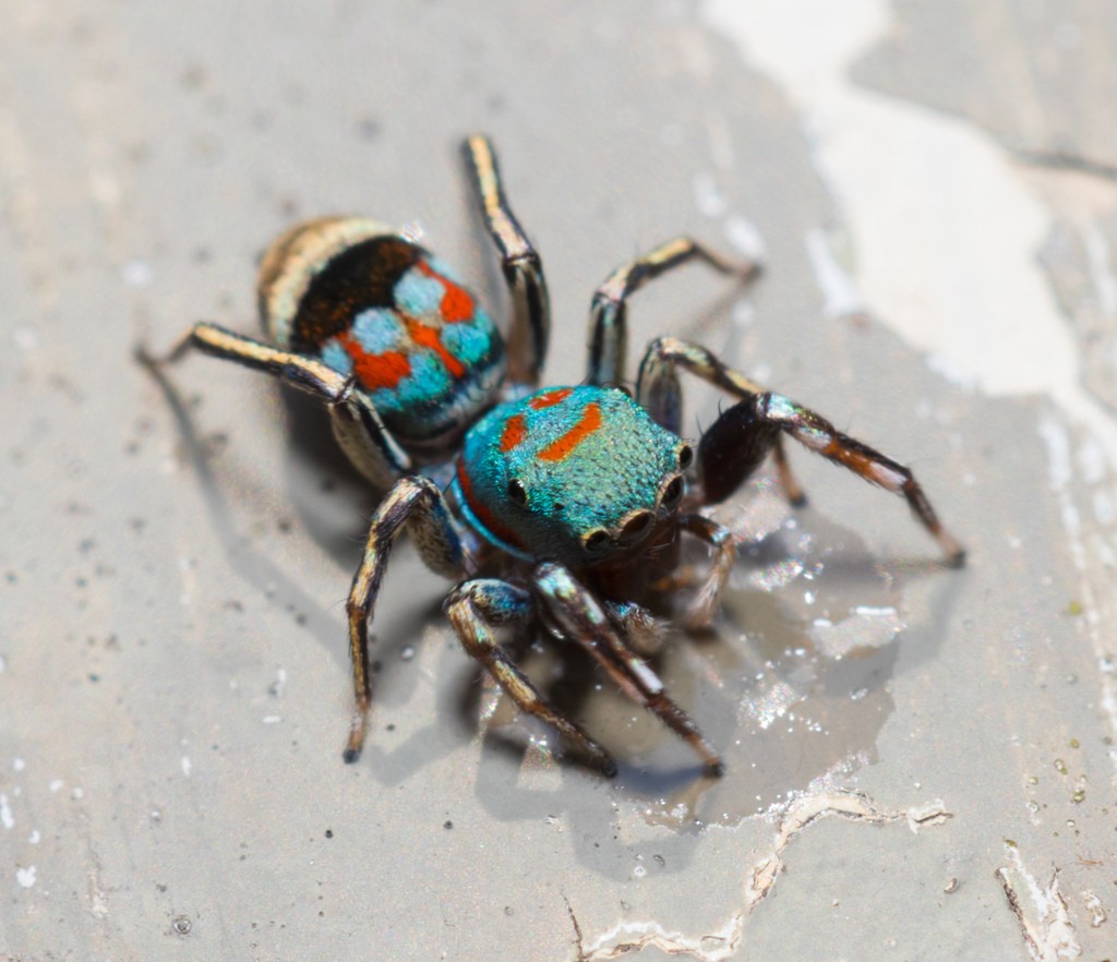 Siler collingwoodi (Siler collingwoodi) - Picture Insect