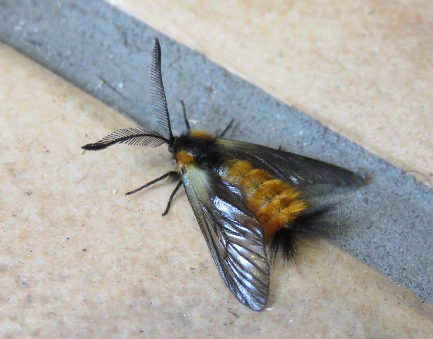 Pryeria (Pryeria) - Picture Insect