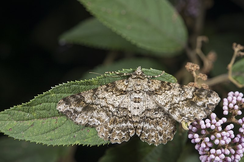 Dactylispa angulosa (Dactylispa angulosa) - Picture Insect