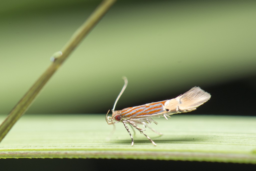 Labdia semicoccinea (Labdia semicoccinea) - Picture Insect