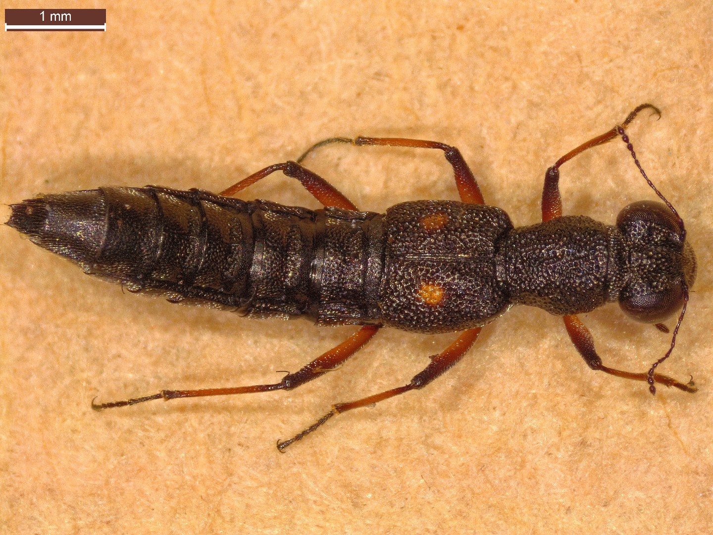 Stenus bimaculatus (Stenus bimaculatus) - Picture Insect