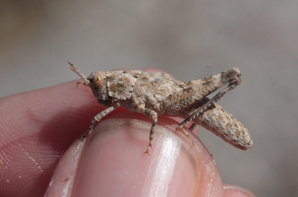 Chapulín alkali (Anconia integra) - Picture Insect