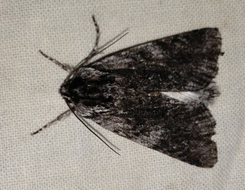Acronicta perdita (Acronicta perdita) - Picture Insect