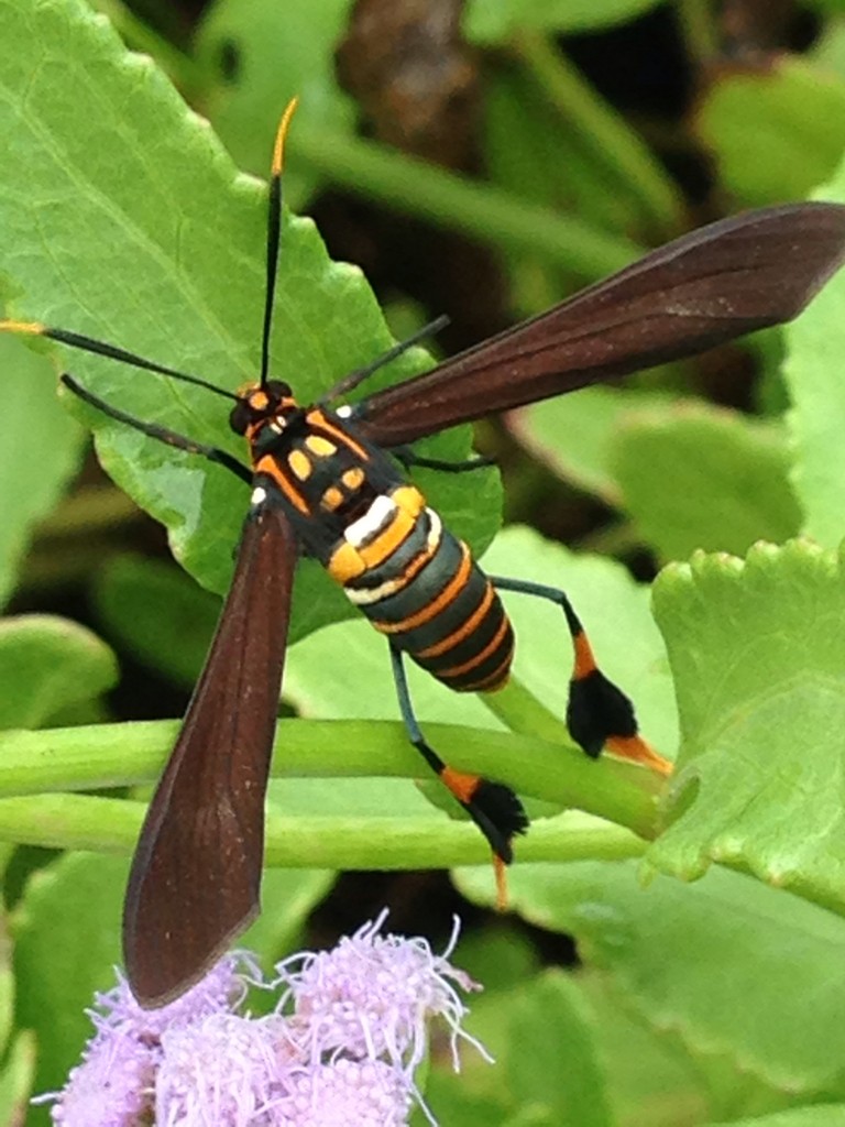 Horama panthalon texana (Horama panthalon texana) - Picture Insect