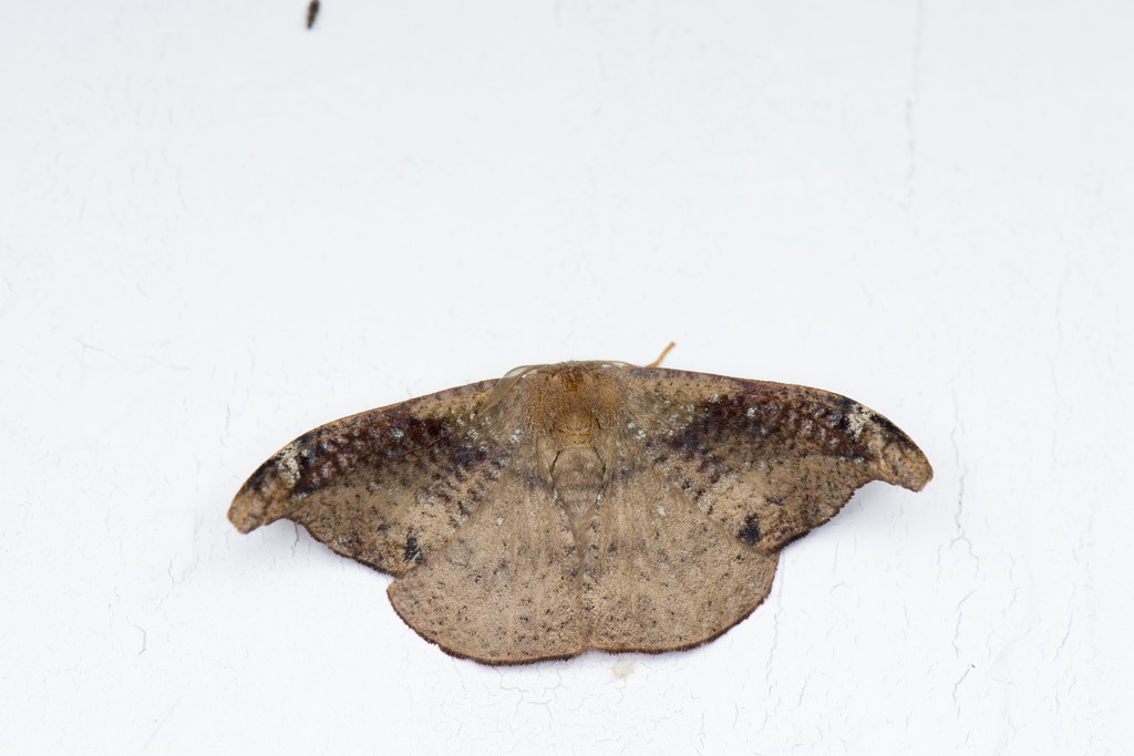 Oreta griseotincta (Oreta griseotincta) - Picture Insect