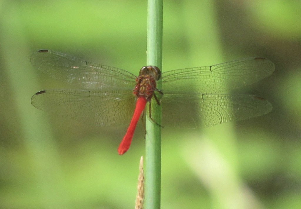 Rhodopygia hinei (Rhodopygia hinei) - Picture Insect