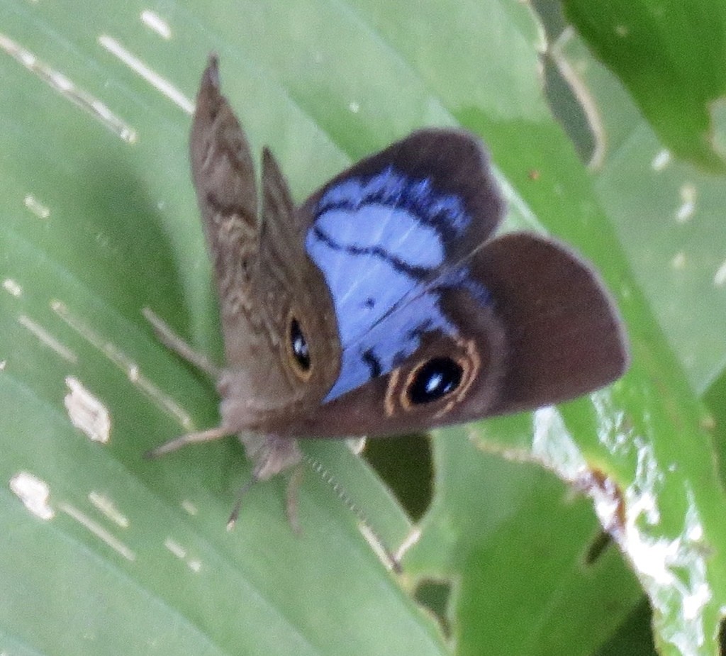 Mesosemia lamachus (Mesosemia lamachus) - Picture Insect