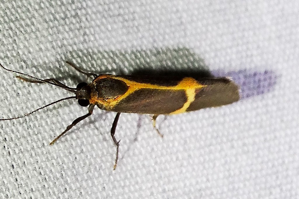 Cisthene barnesii (Cisthene barnesii) - Picture Insect