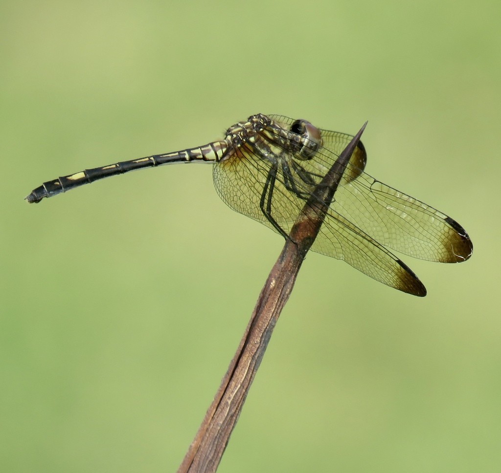 Libélulas rayadoras vigilantes (Dythemis) - Picture Insect