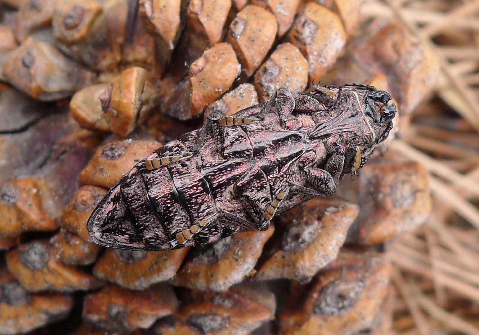 Western sculptured pine borer How to identify it? - Picture Insect