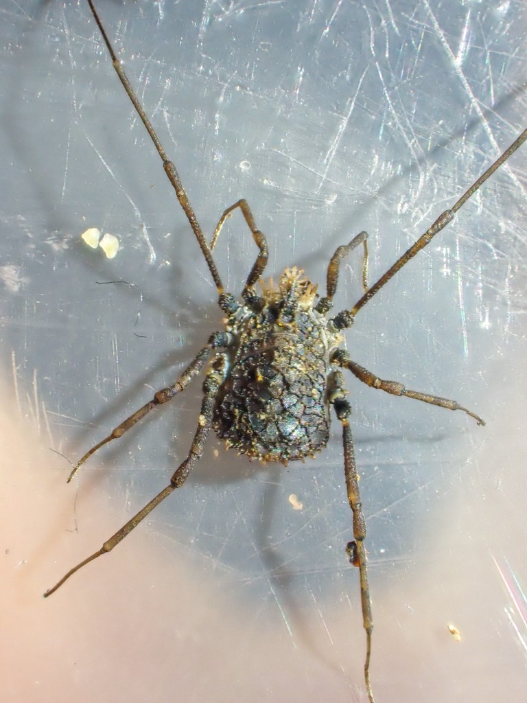 Ortholasma rugosum (Ortholasma rugosum) - Picture Insect