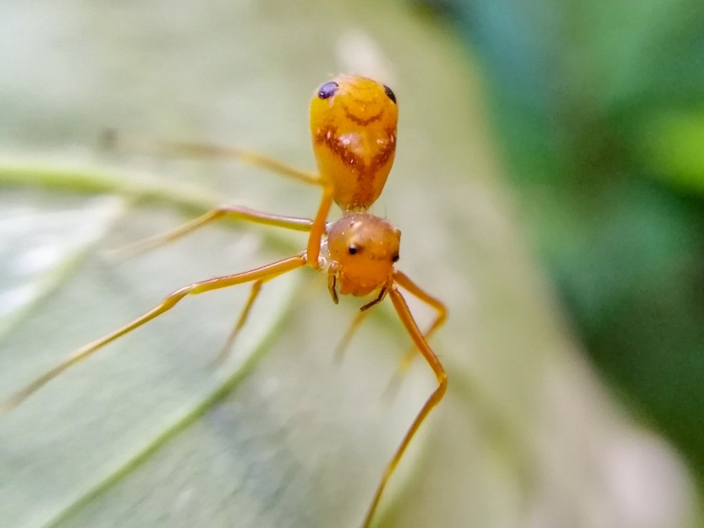 Amyciaea forticeps (Amyciaea forticeps) - Picture Insect