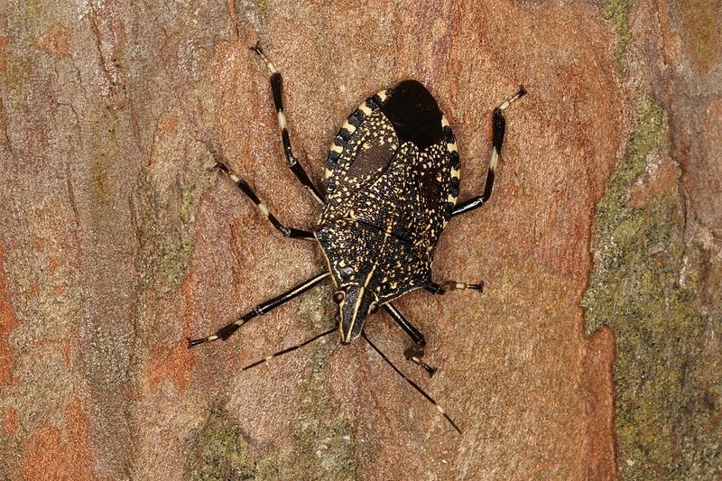 Erthesina (Erthesina) - Picture Insect