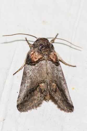 Aleptina inca (Aleptina inca) - Picture Insect