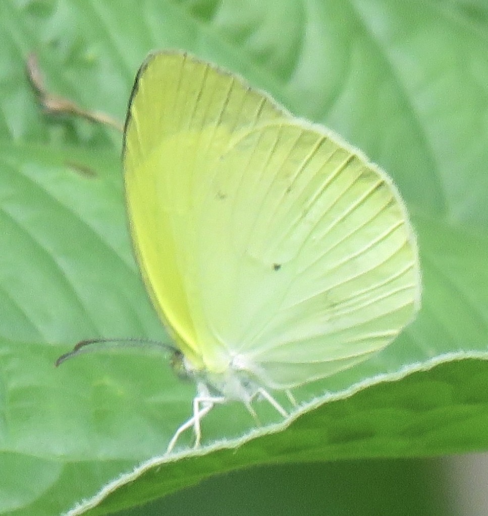 Pale yellow (Pyrisitia venusta) - Picture Insect