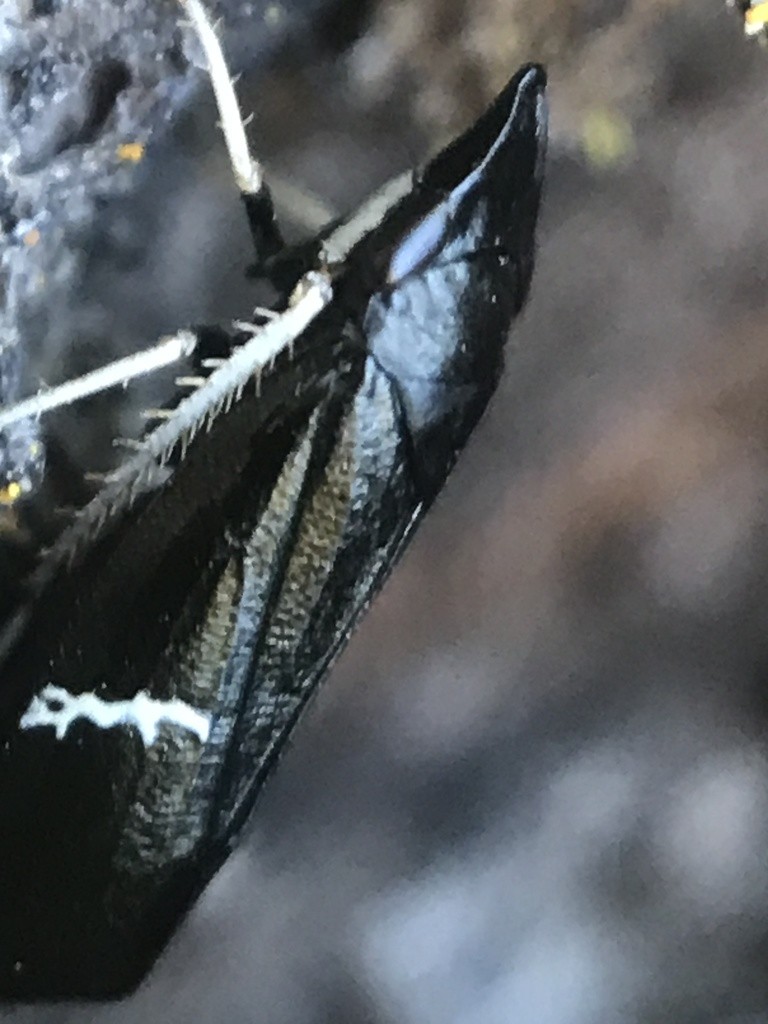 Cochlorhinus pluto (Cochlorhinus pluto) - Picture Insect