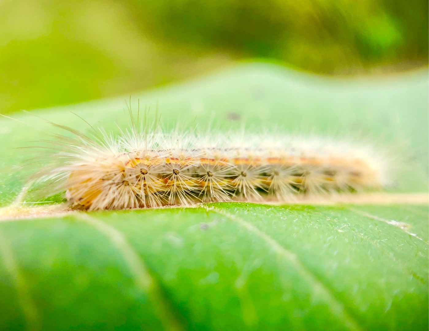 Yellow-collared scape moth How to identify it? - Picture Insect