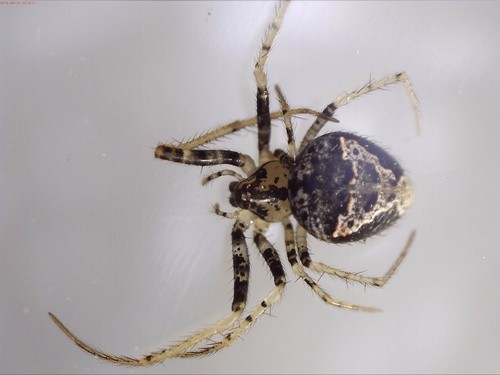 Australomimetus hartleyensis (Australomimetus hartleyensis) - Picture ...