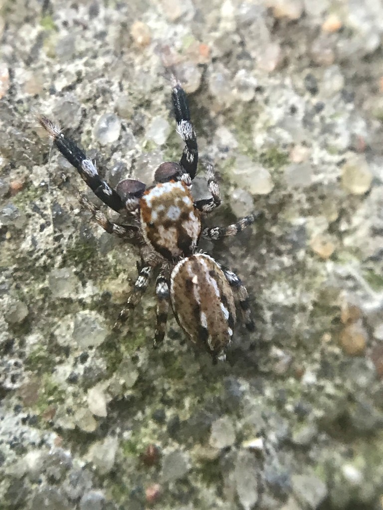 Marpissa (Marpissa) - Picture Insect