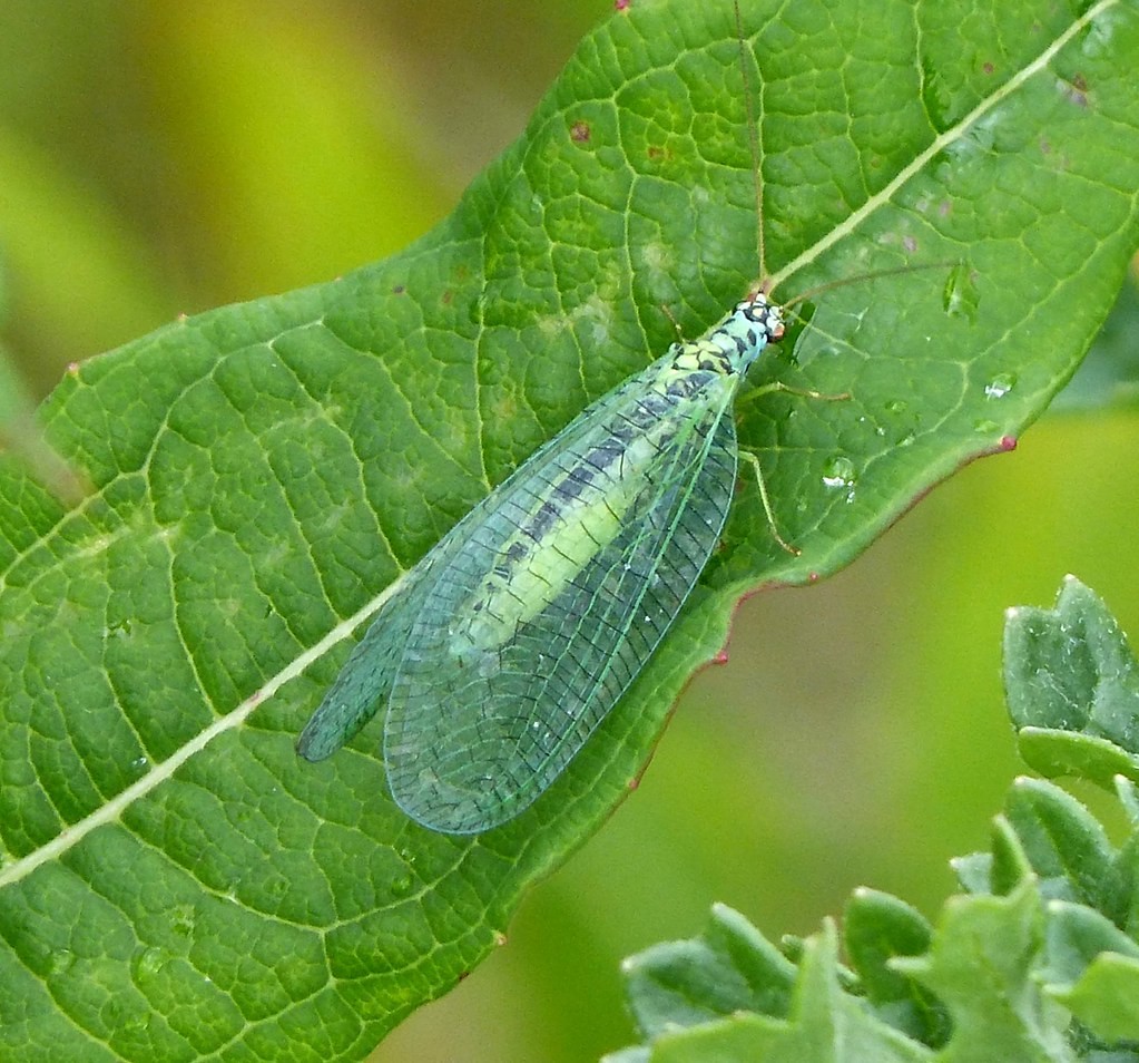 Crisopa (Chrysopa perla) - Picture Insect