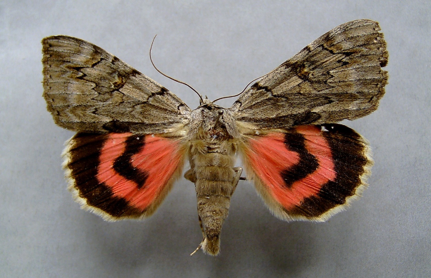 Catocala electa (Catocala electa) - Picture Insect