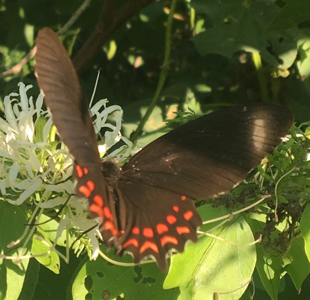 Parides photinus (Parides photinus) - Picture Insect