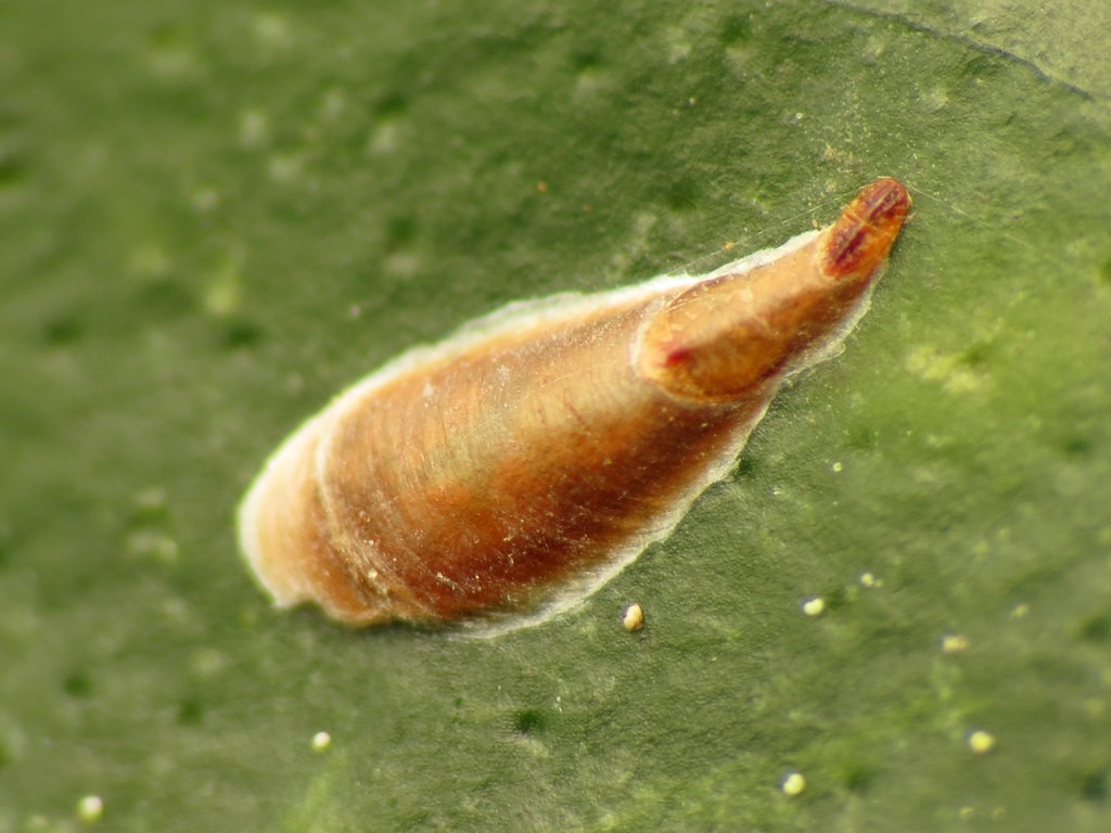 Lepidosaphes beckii (Lepidosaphes beckii) - Picture Insect