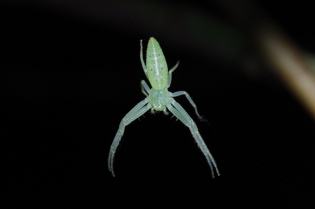 Oxytate (Oxytate) - Picture Insect