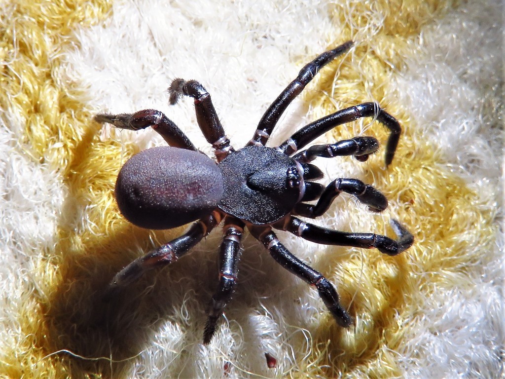 Audouin's trapdoor spider (Ummidia audouini) - Picture Insect