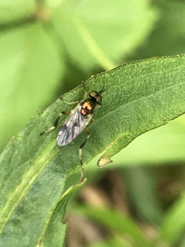 Actina viridis (Actina viridis) - Picture Insect