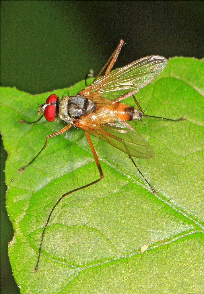 Cholomyia (Cholomyia) - Picture Insect