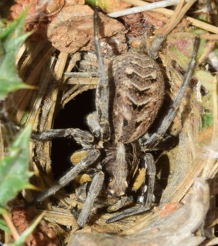 Lycosa hispanica (Lycosa hispanica) - Picture Insect