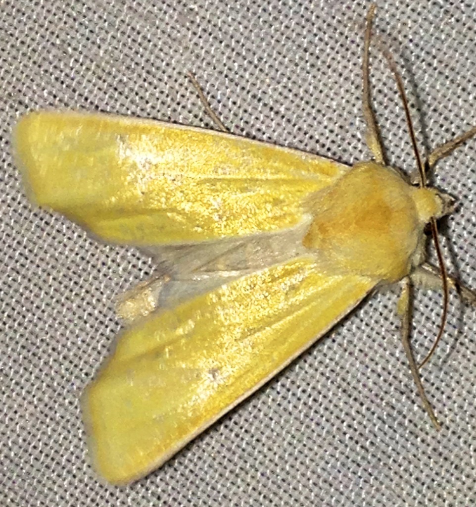 Copablepharon (Copablepharon) - Picture Insect