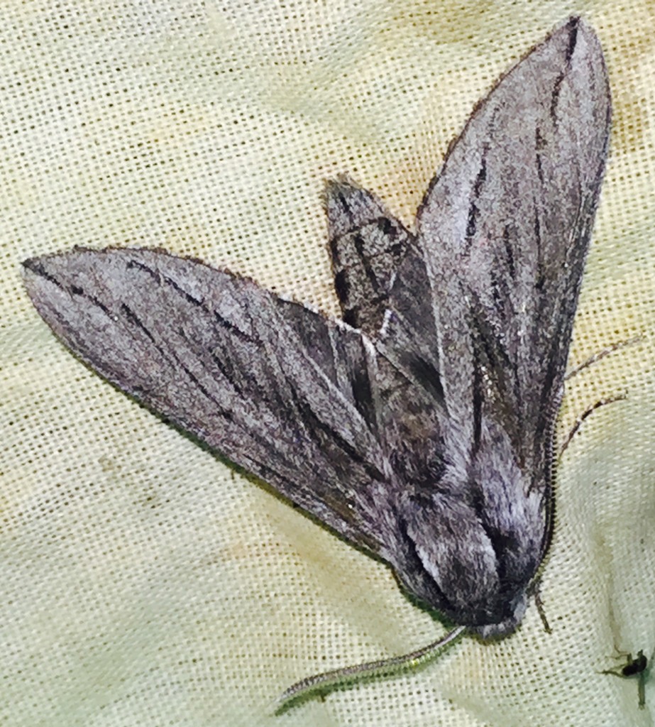 Sequoia sphinx moth (Sphinx sequoiae) - Picture Insect