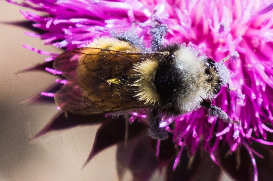 Bombus appositus (Bombus appositus) - Picture Insect