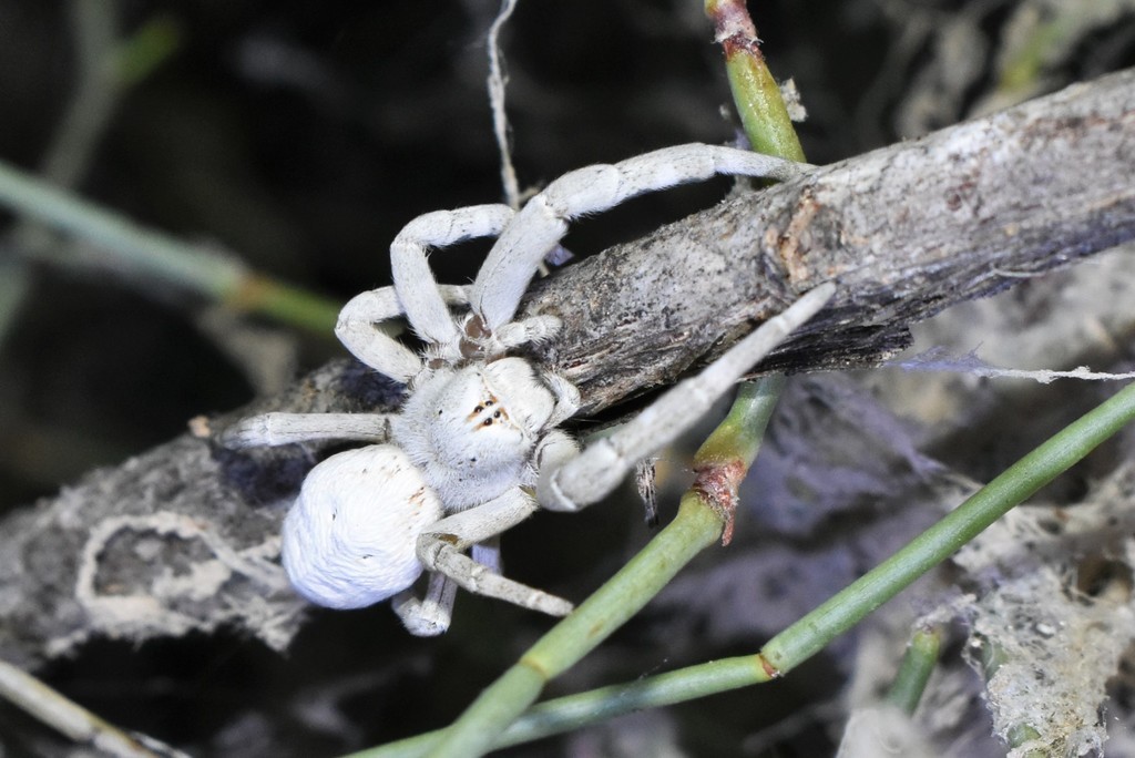 Stegodyphus lineatus (Stegodyphus lineatus) - Picture Insect